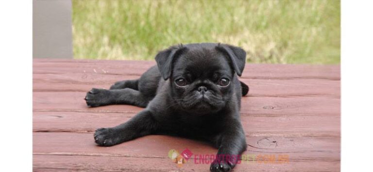 Cachorro Pug: Preço do Filhote, Características - Encontros Pet