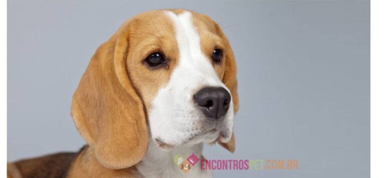 Cachorro Beagle: Preço do Filhote, Características - Encontros Pet