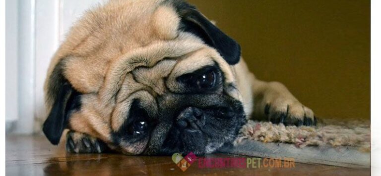 Cachorro Chorando Muito: O que Fazer? - Encontros Pet