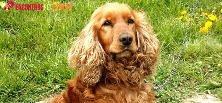 Cachorro Cocker Spaniel Inglês - Encontros Pet