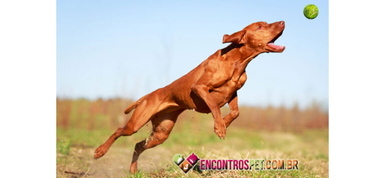 Cachorro Vizsla (Braco Húngaro de Pelo Curto) - Encontros Pet