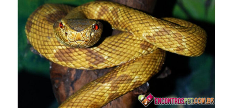 Cobra Jararaca: Curiosidades e Características - Encontros Pet