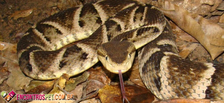 Cobra Jararaca: Curiosidades e Características - Encontros Pet