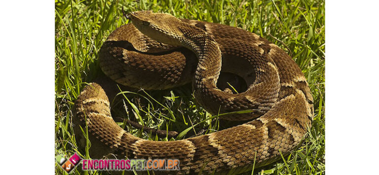 Cobra Jararaca: Curiosidades e Características - Encontros Pet
