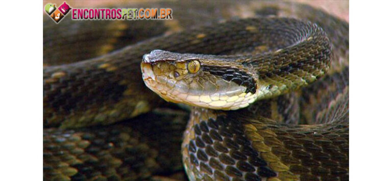 Cobra Jararaca: Curiosidades e Características - Encontros Pet