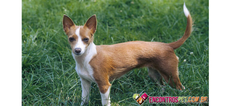 Cachorro Podengo Português - Encontros Pet
