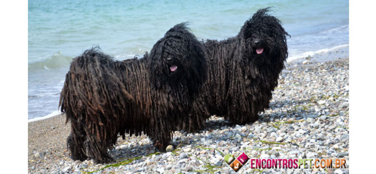 Cachorro Puli: Preço, Características - Encontros Pet