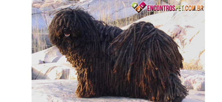 Cachorro Puli: Preço, Características - Encontros Pet