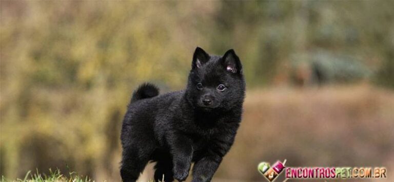 Cachorro Schipperke - Encontros Pet